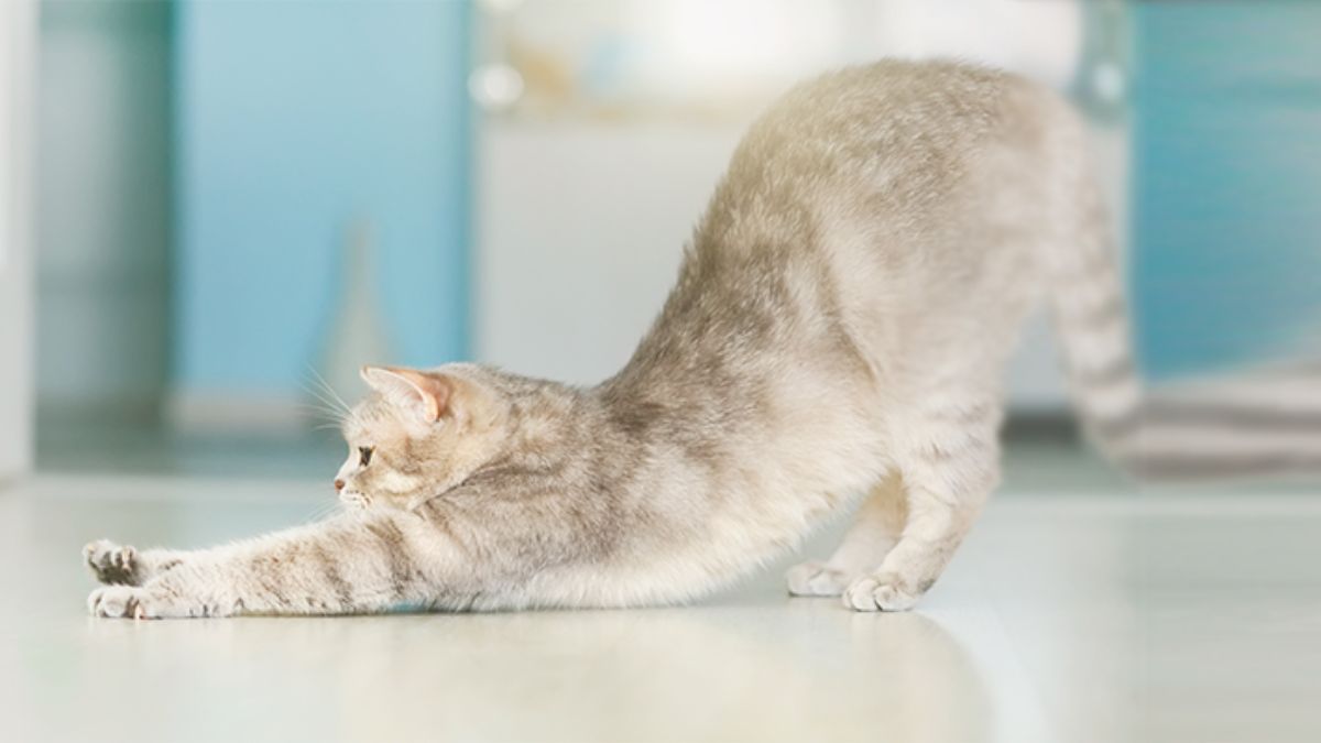 Así puedes saber si tu gata está en celo | Patas en Casa